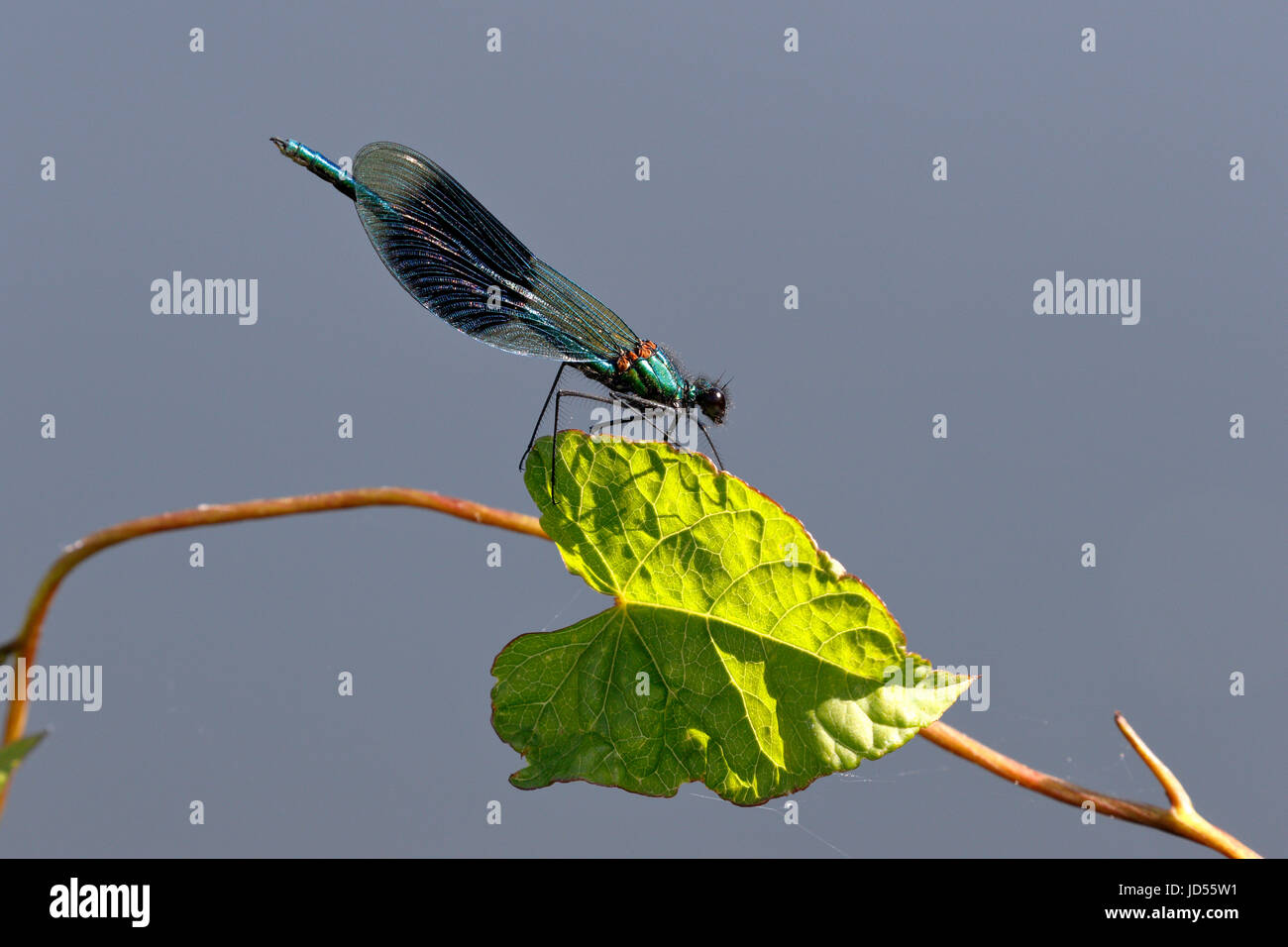 Dark blue metallic damselfly hi-res stock photography and images - Alamy