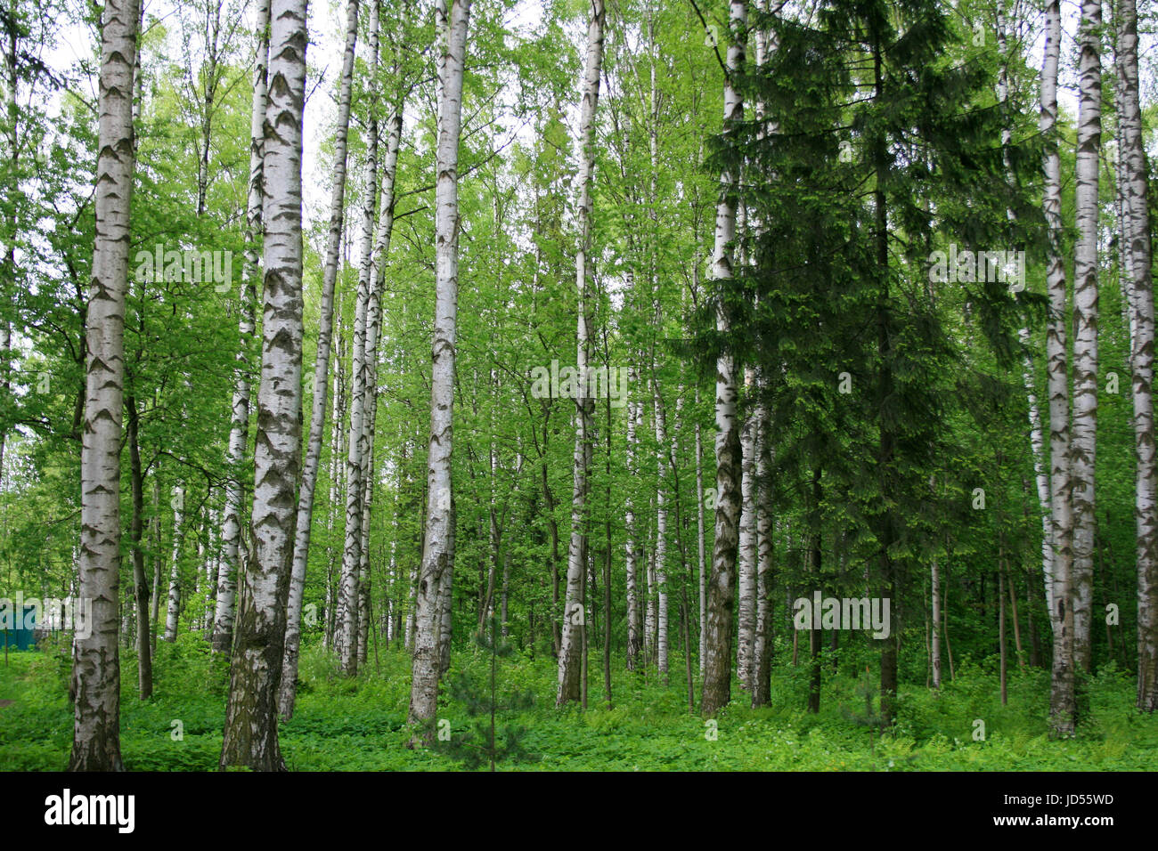 Birch forest russia hi-res stock photography and images - Alamy