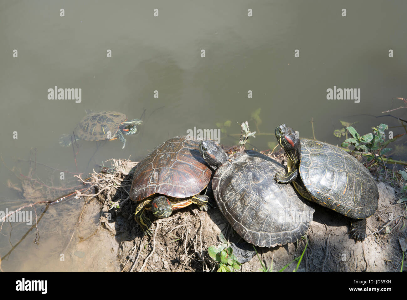 The red-cheeked turtle is a subspecies of the Emydidae family. This ...