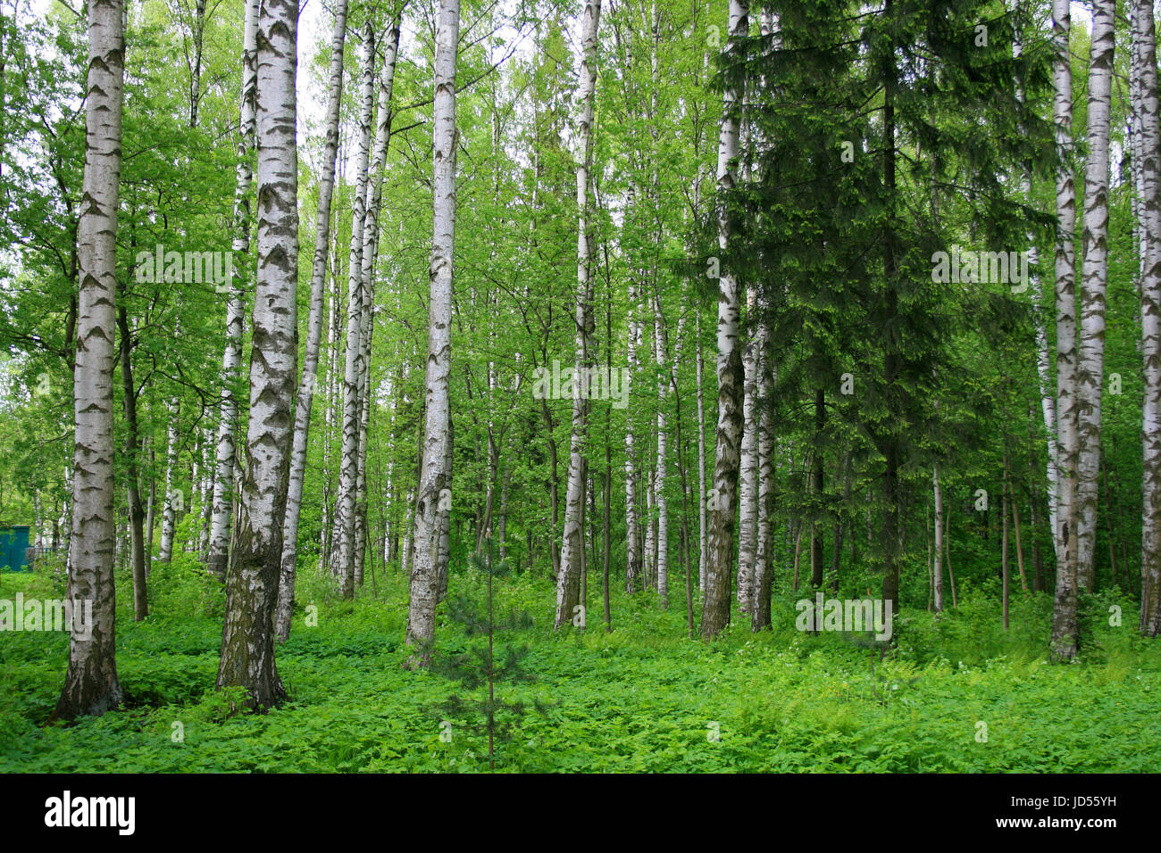 Birch forest in russia hi-res stock photography and images - Alamy