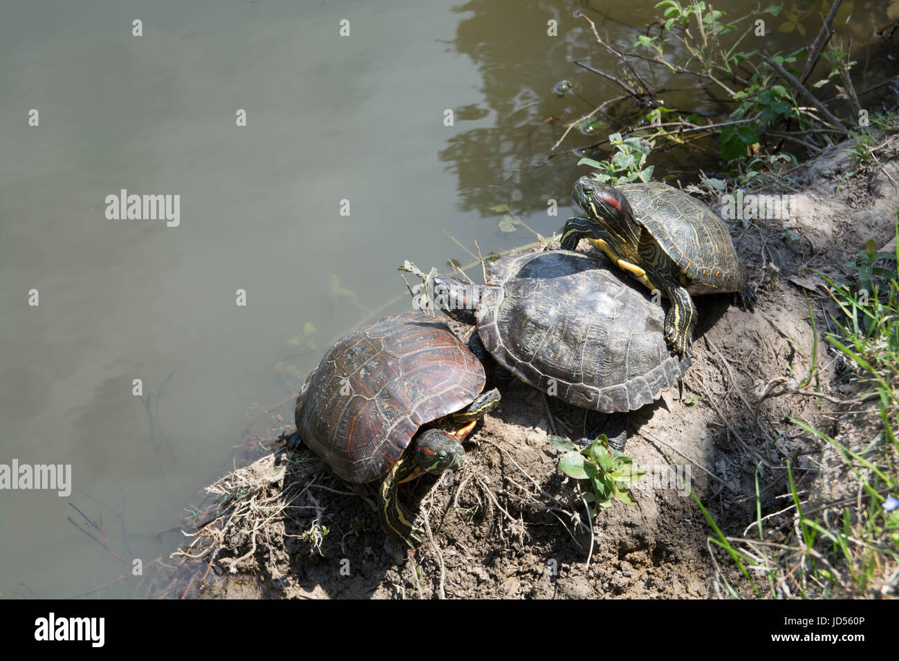 The red-cheeked turtle is a subspecies of the Emydidae family. This ...
