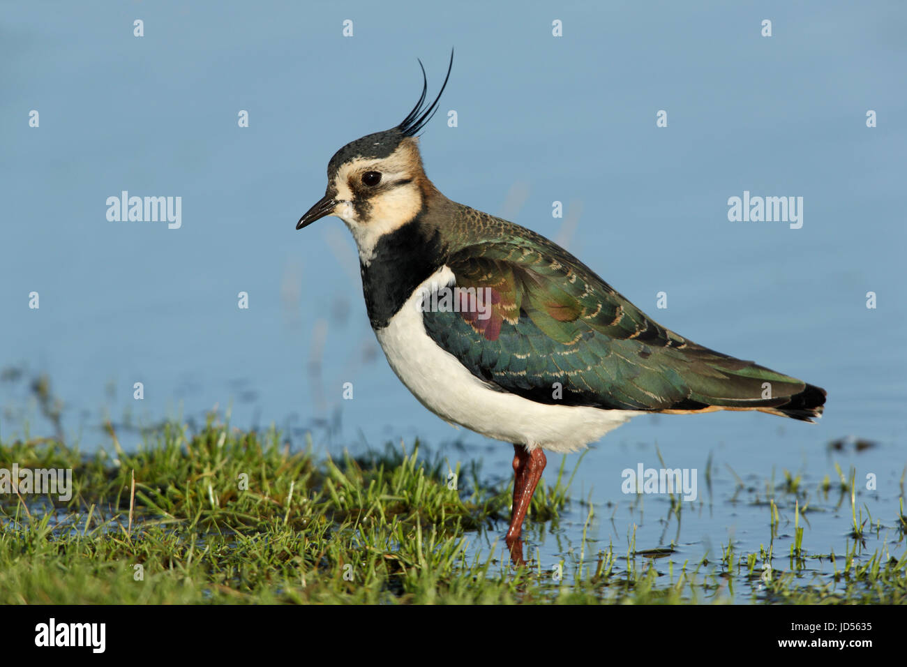 Habitat Lapwing High Resolution Stock Photography and Images - Alamy