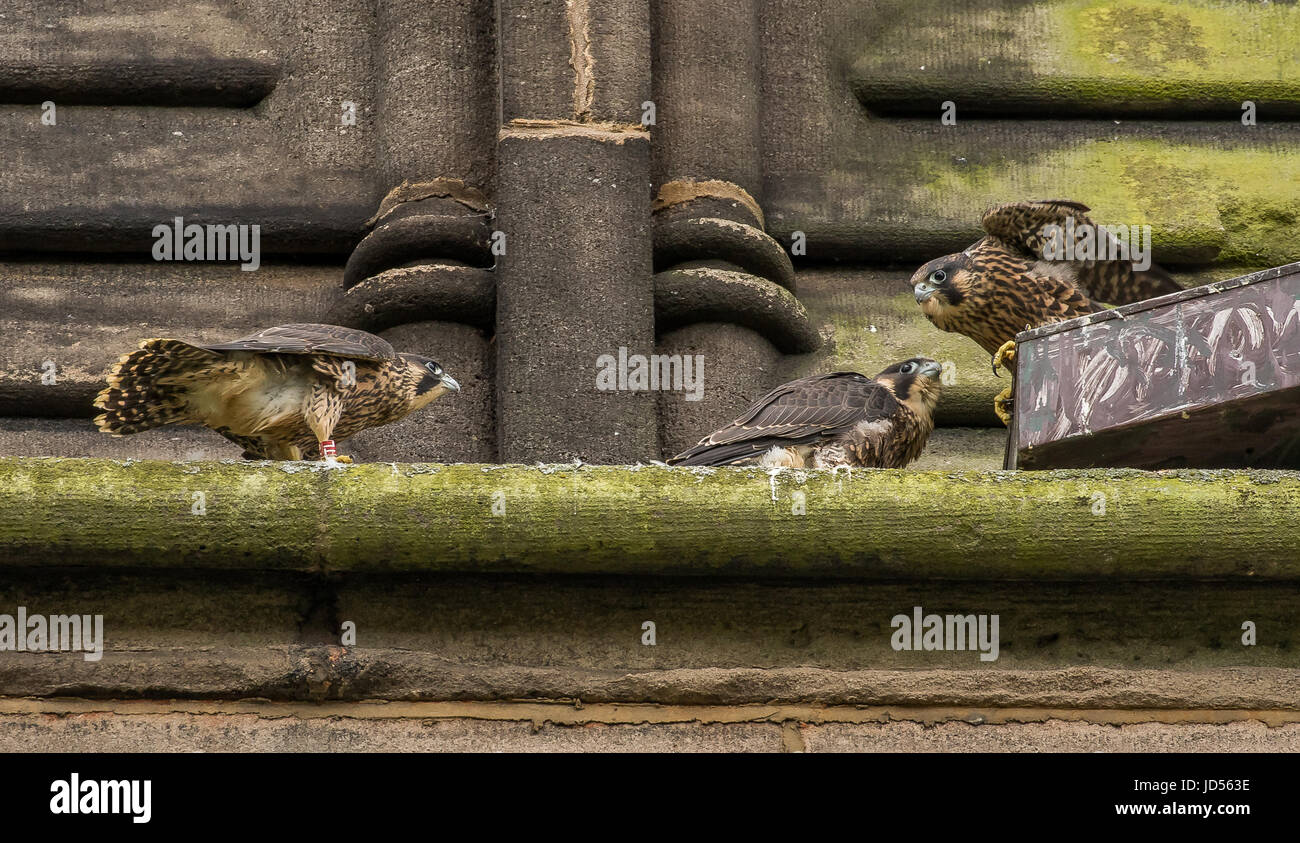 Peregrine falcon diving for prey hi-res stock photography and images ...