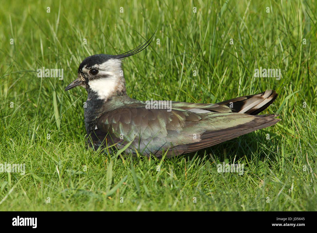 Vanellus vanellus uk nest hi-res stock photography and images - Alamy