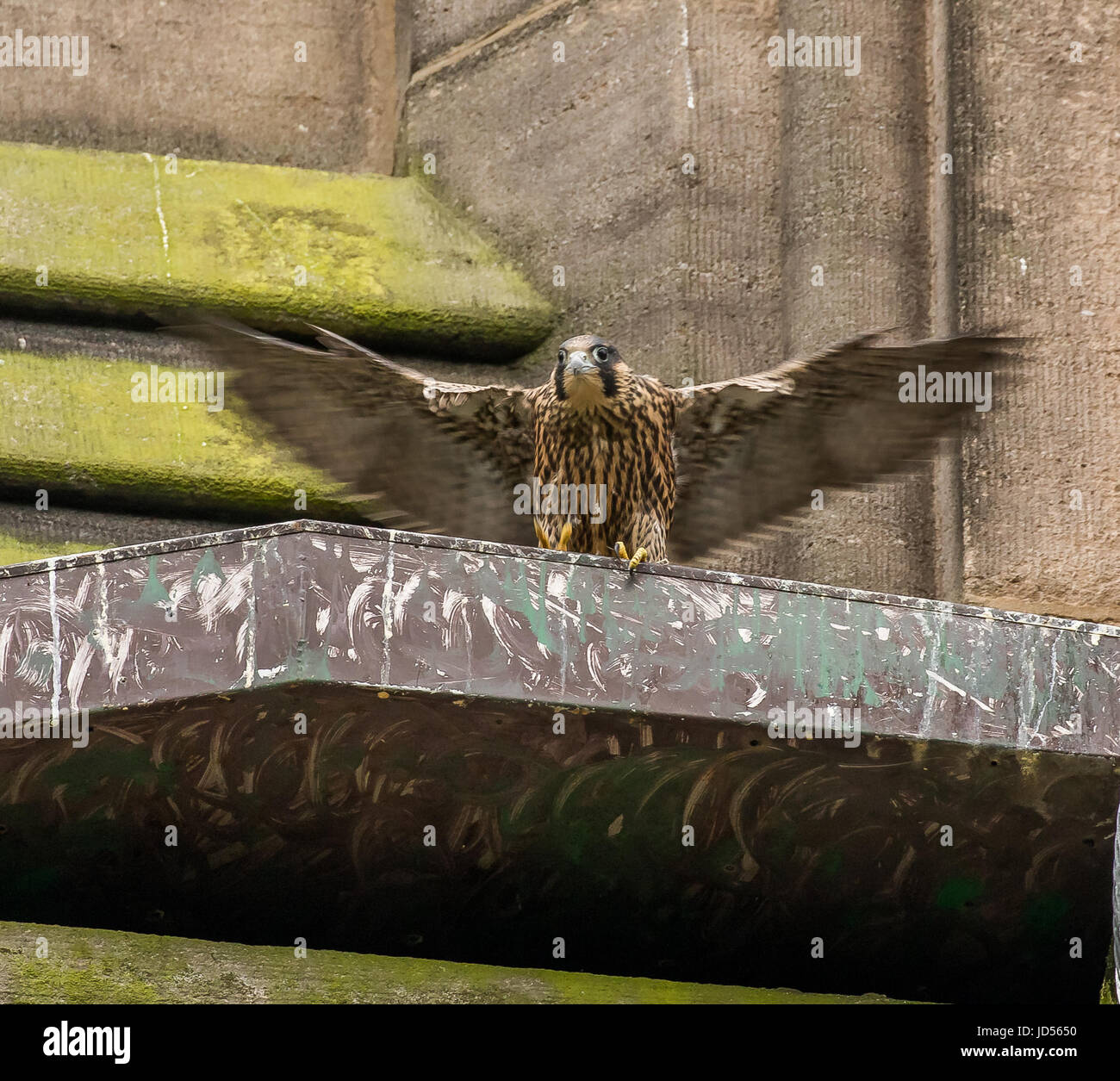 Peregrine falcon diving hi-res stock photography and images - Alamy