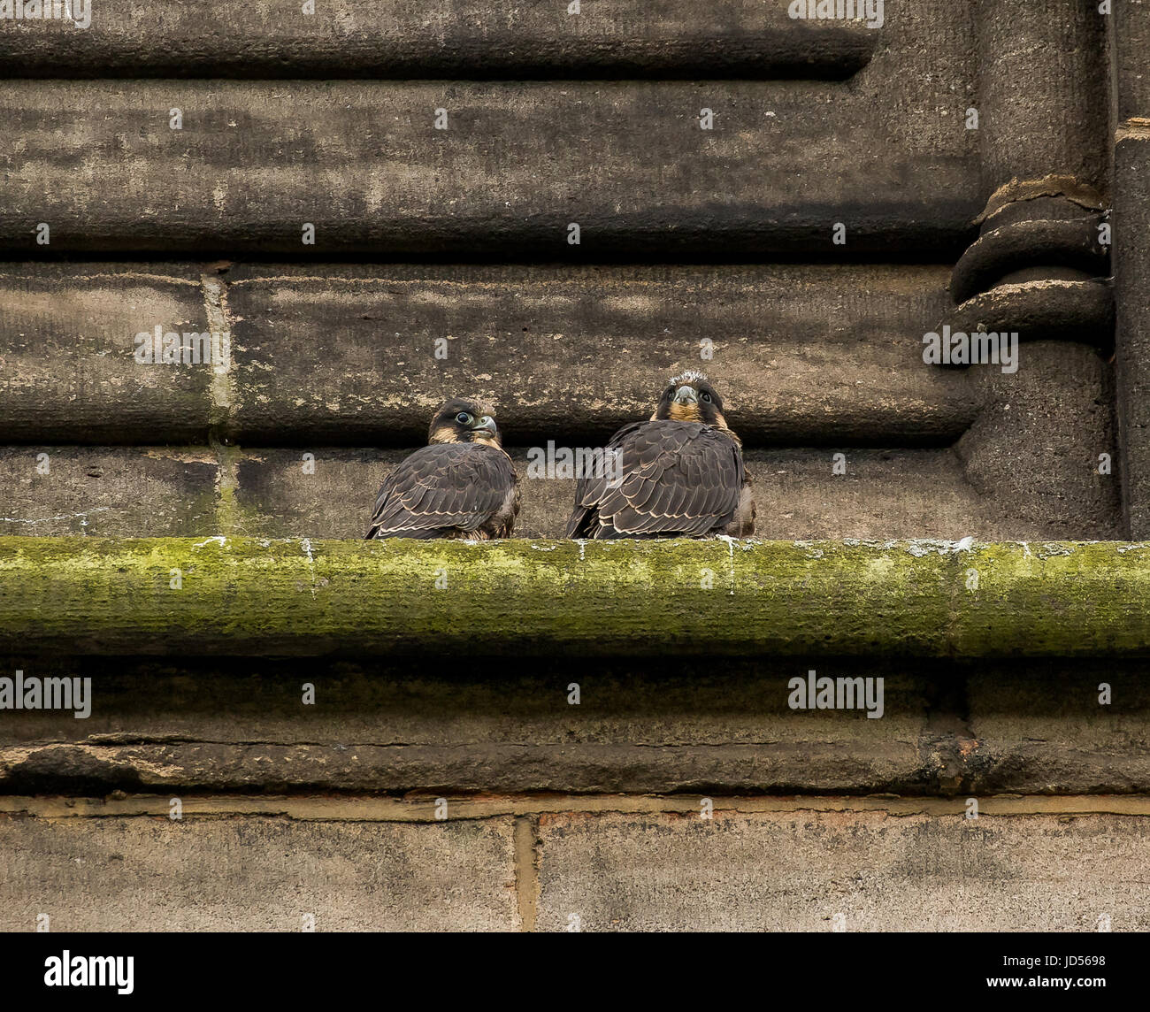 Peregrine falcon diving for prey hi-res stock photography and images ...