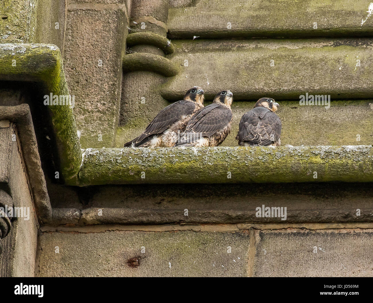 Peregrine falcon diving for prey hi-res stock photography and images ...