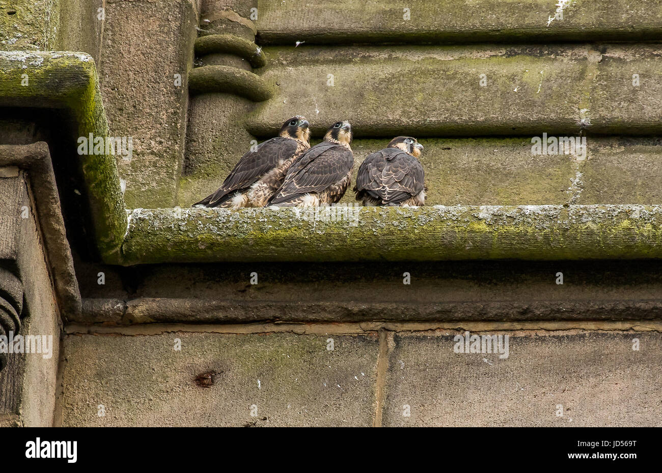 Peregrine falcon diving for prey hi-res stock photography and images ...