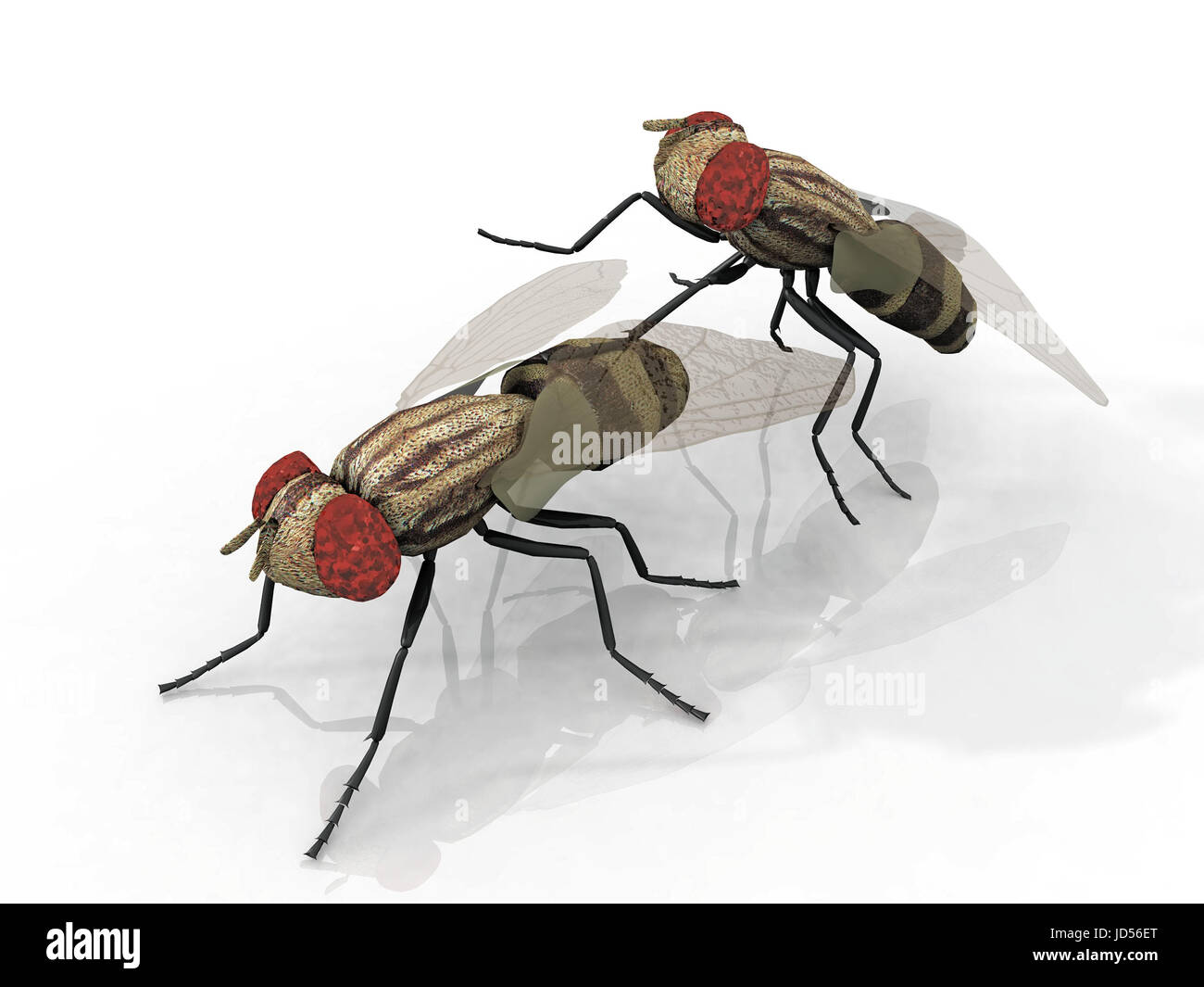 two flies copulating on a white background Stock Photo - Alamy