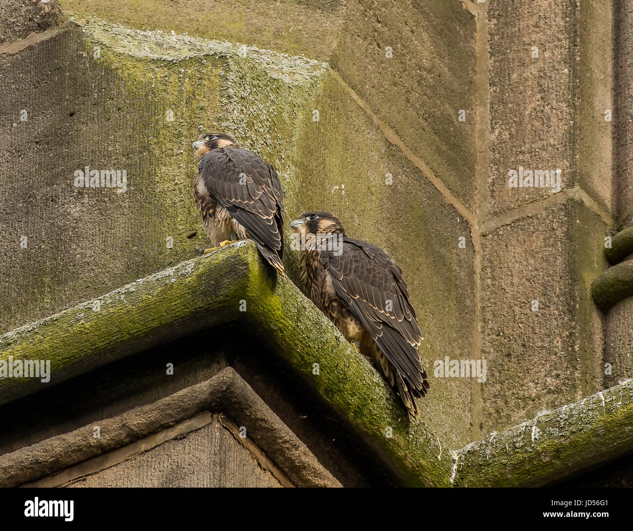 Peregrine falcon diving hi-res stock photography and images - Alamy