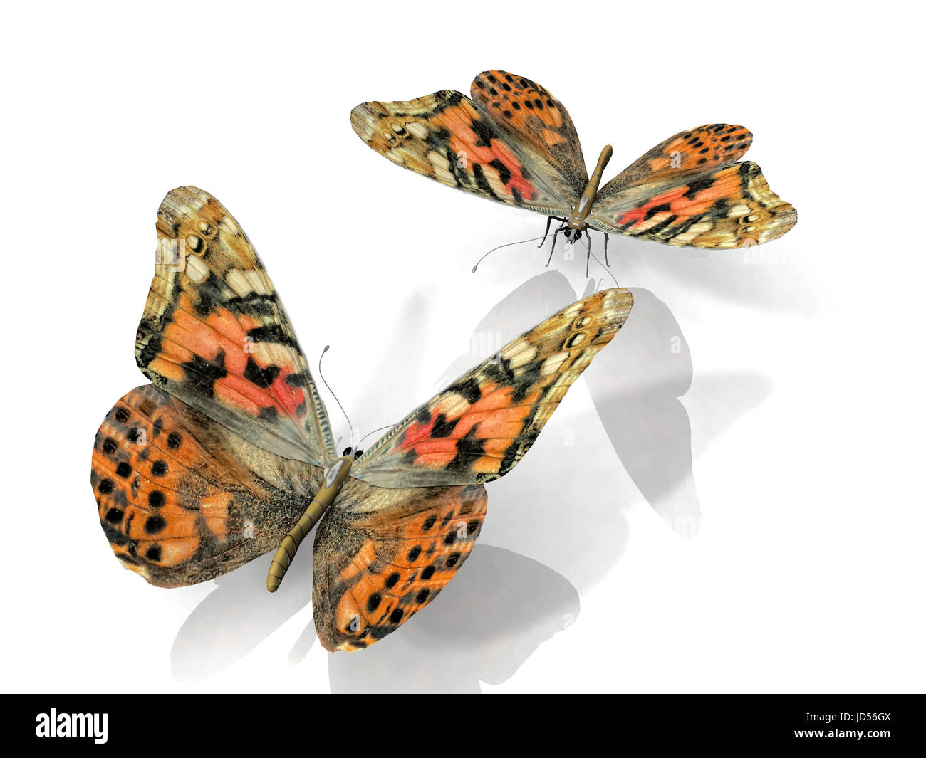 the beautiful butterfly with wings Stock Photo - Alamy
