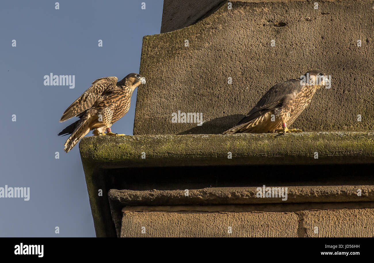 Peregrine falcon diving for prey hi-res stock photography and images ...
