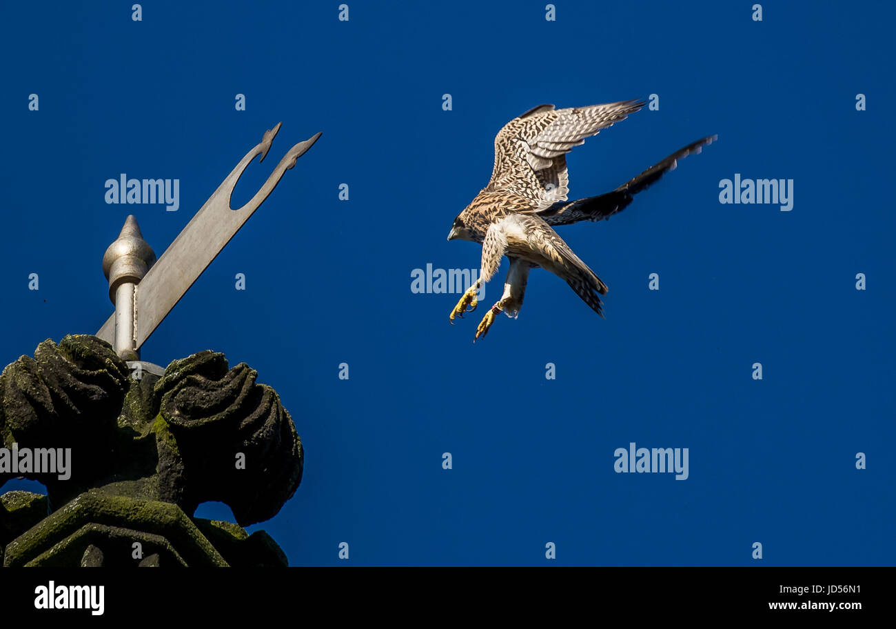 Peregrine falcon diving hi-res stock photography and images - Alamy