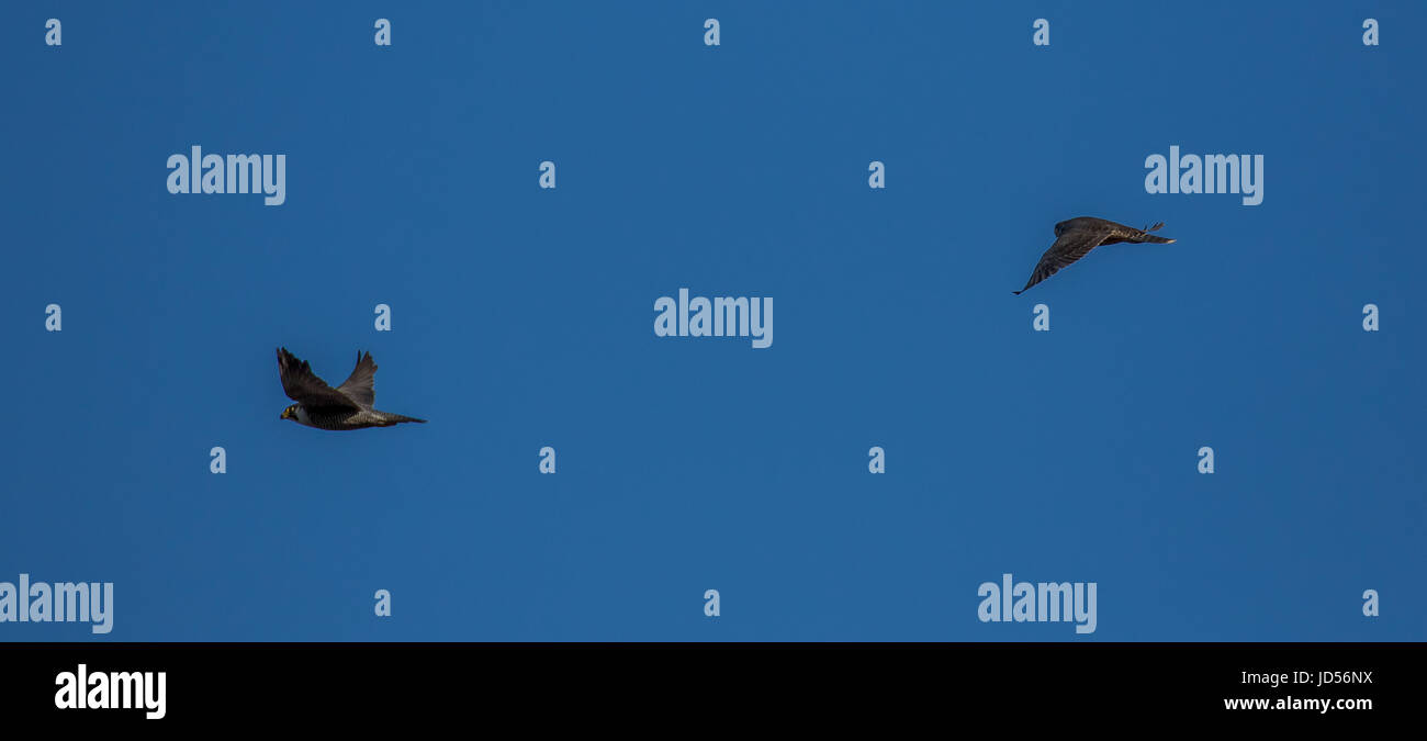 Peregrine falcon diving hi-res stock photography and images - Alamy