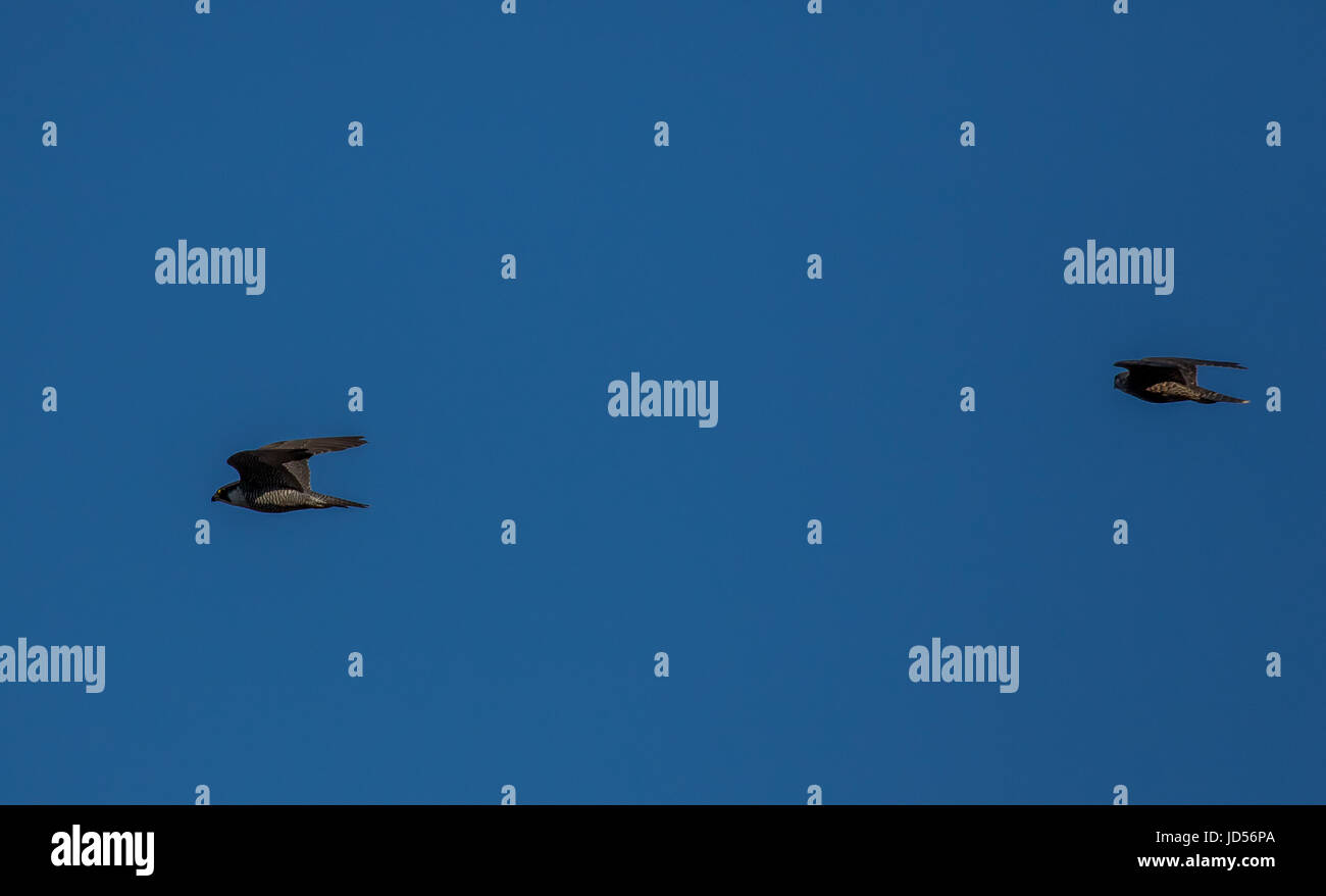 Peregrine falcon diving hi-res stock photography and images - Alamy