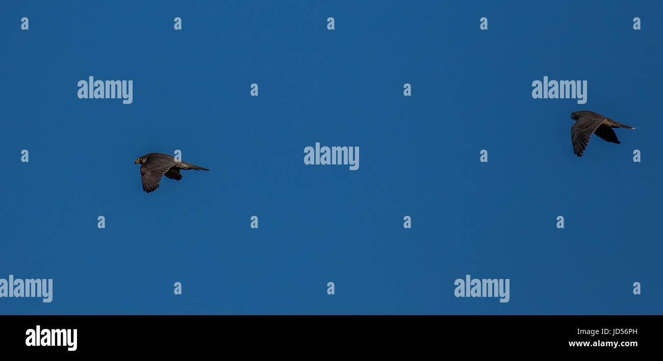 Peregrine falcon hunting pigeon hi-res stock photography and images - Alamy