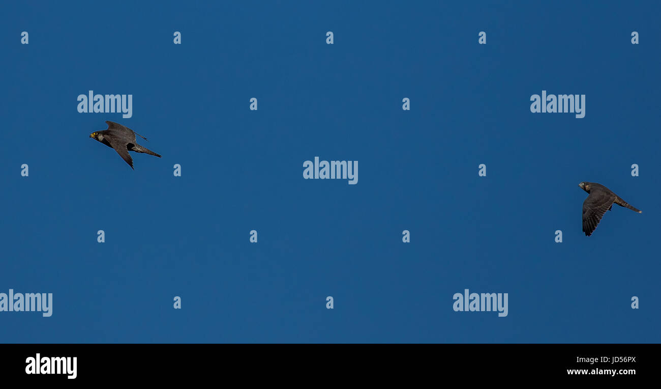 Peregrine falcon diving hi-res stock photography and images - Alamy