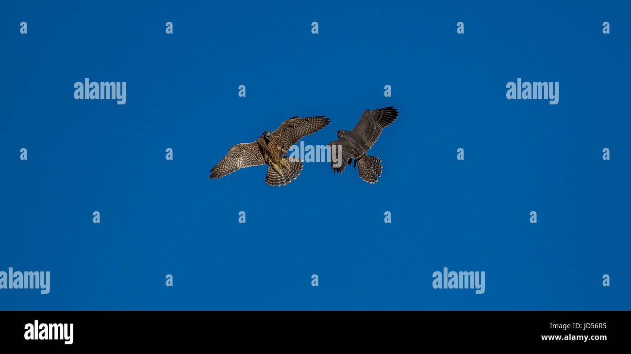 Peregrine falcon diving for prey hi-res stock photography and images ...