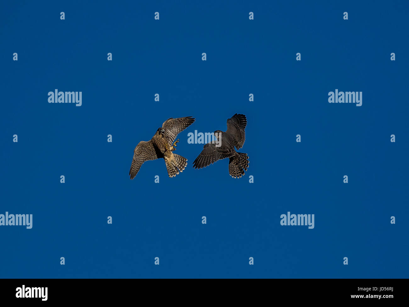 Peregrine falcon diving hi-res stock photography and images - Alamy