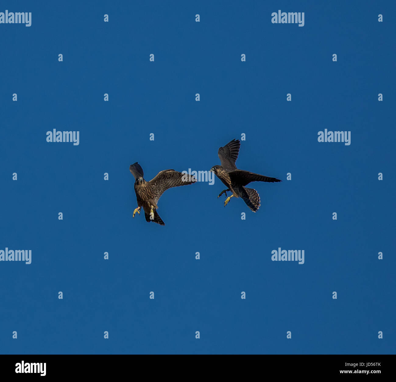 Peregrine falcon diving hi-res stock photography and images - Alamy