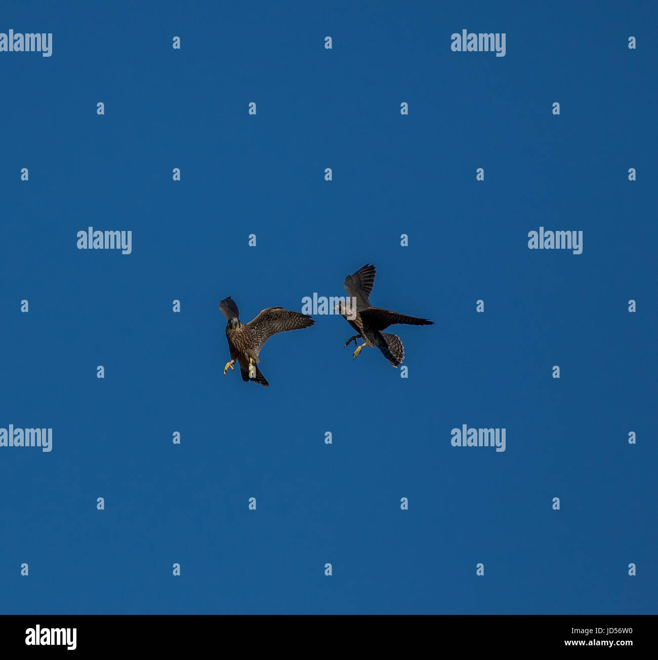 Peregrine falcon diving hi-res stock photography and images - Alamy
