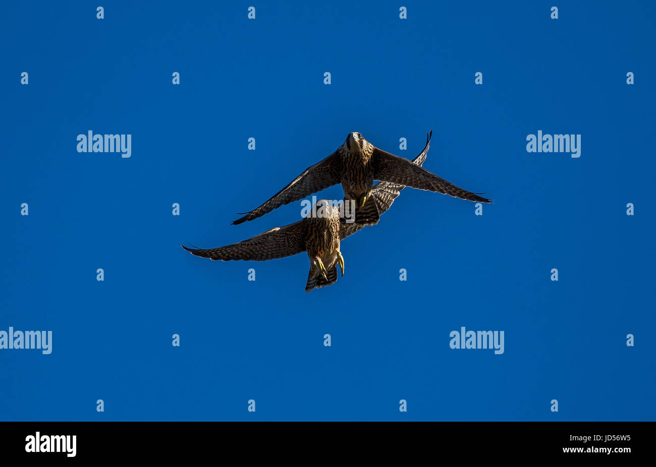 Peregrine falcon diving hi-res stock photography and images - Alamy