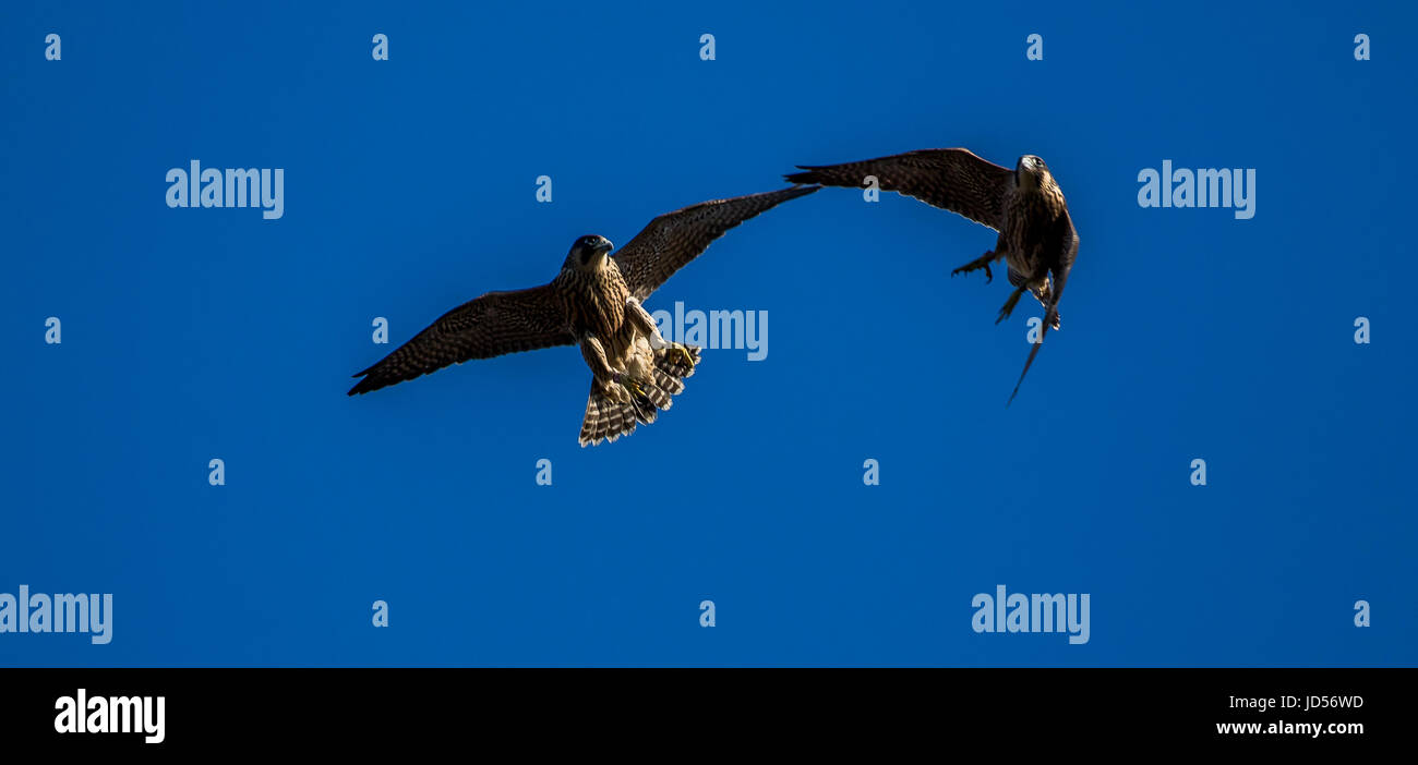 Peregrine falcon diving hi-res stock photography and images - Alamy
