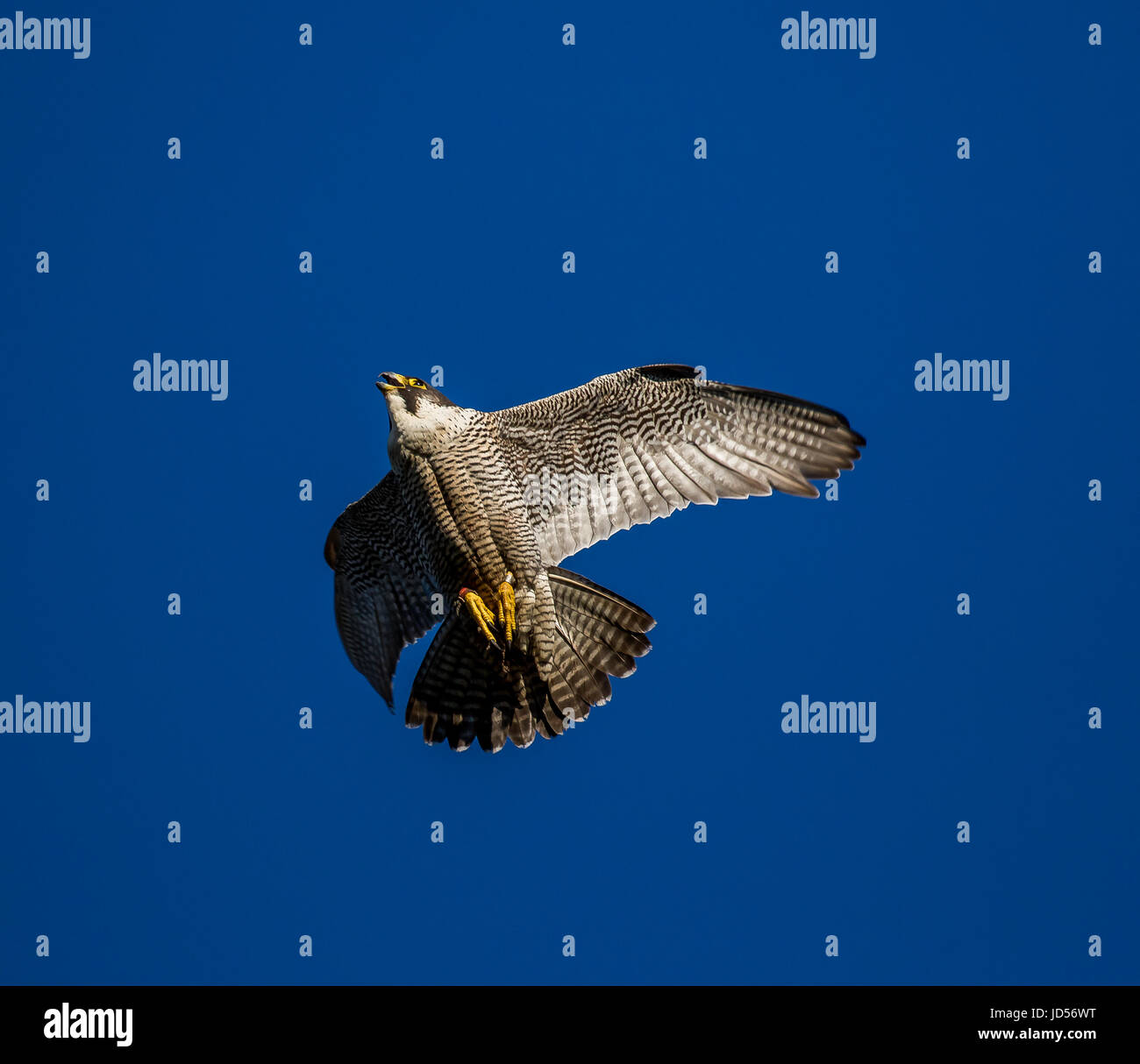 Peregrine falcon diving for prey hi-res stock photography and images ...