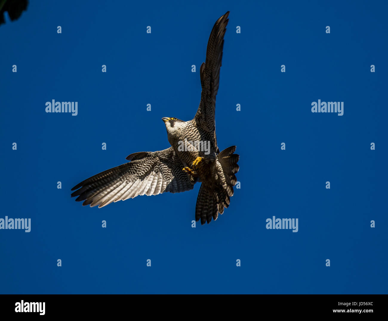 Peregrine falcon diving for prey hi-res stock photography and images ...