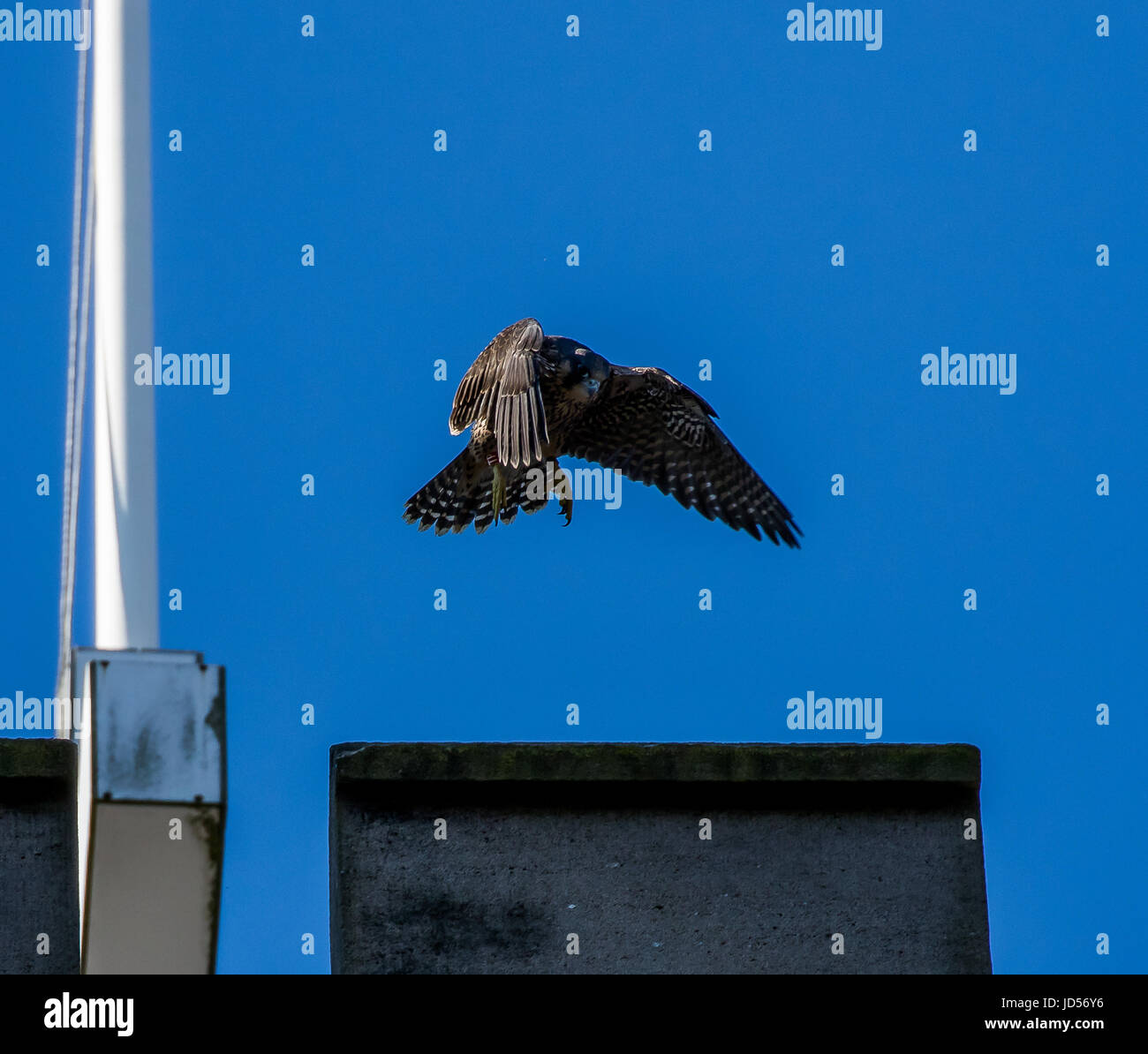 Peregrine falcon diving for prey hi-res stock photography and images ...