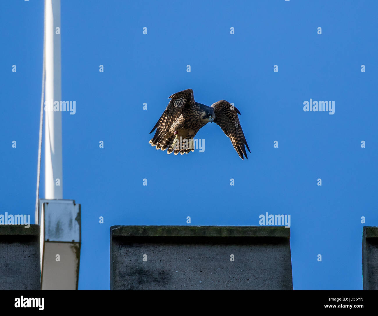 Peregrine Falcon Diving High Resolution Stock Photography and Images ...