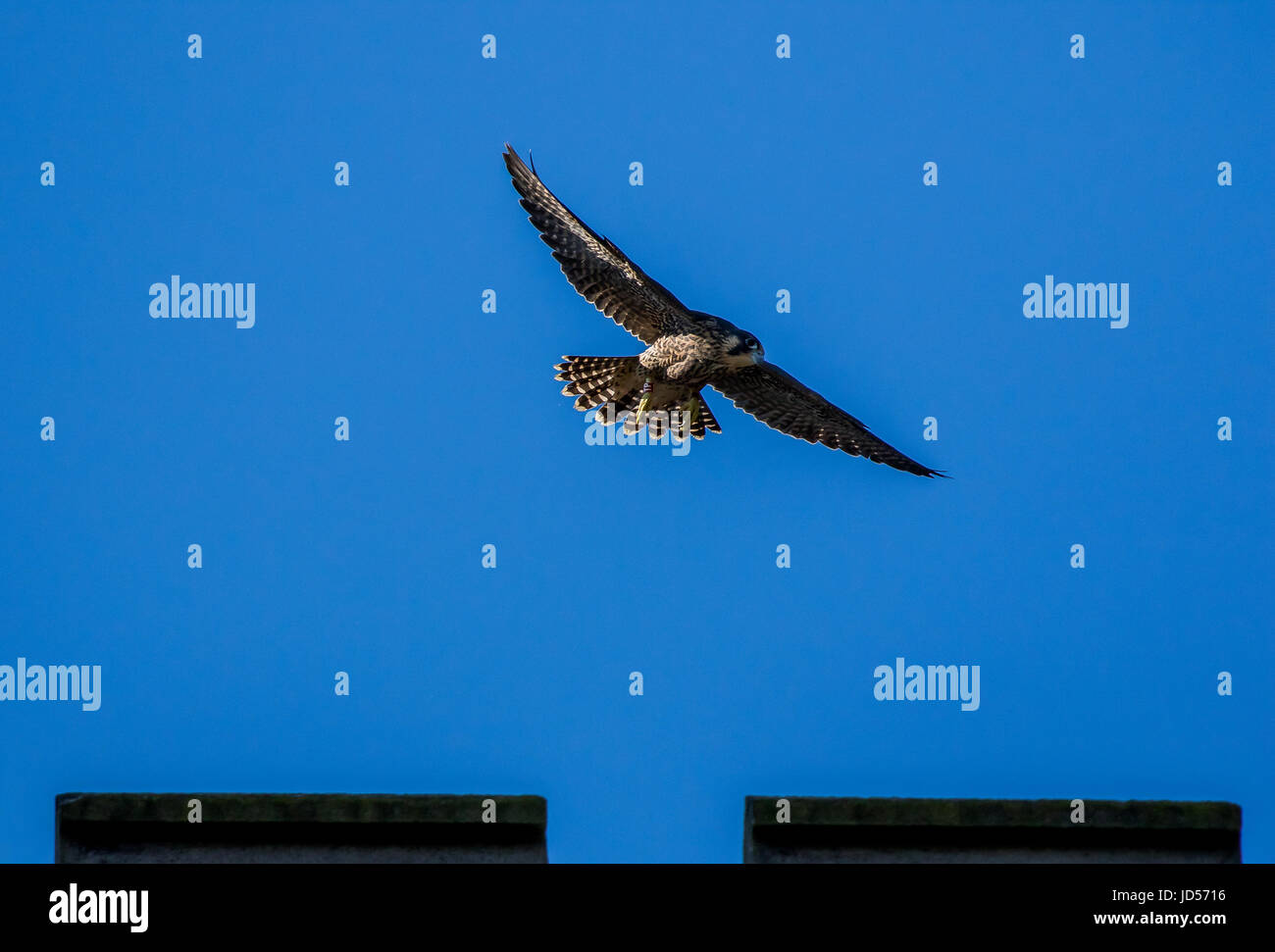 Peregrine falcon diving for prey hi-res stock photography and images ...