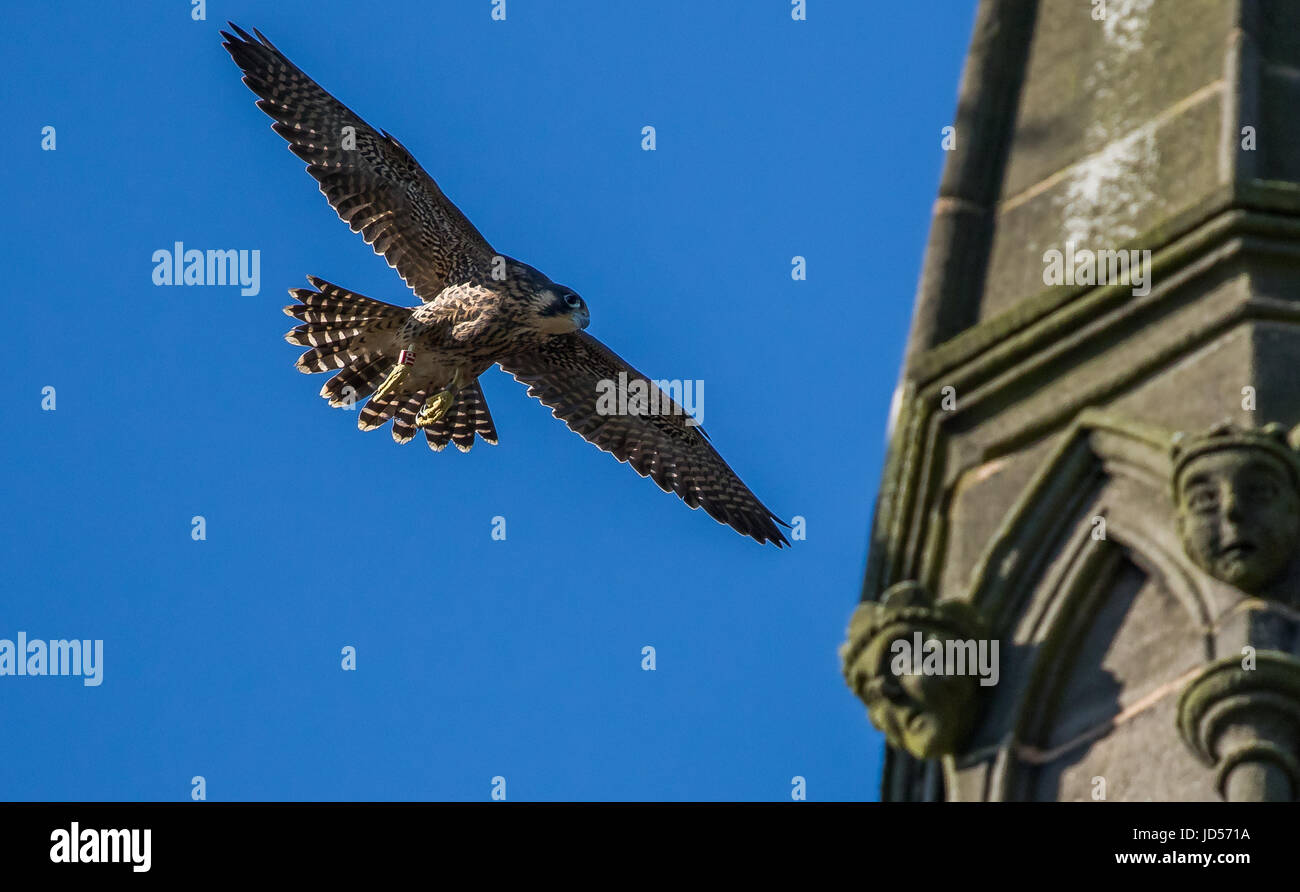 Peregrine falcon diving hi-res stock photography and images - Alamy