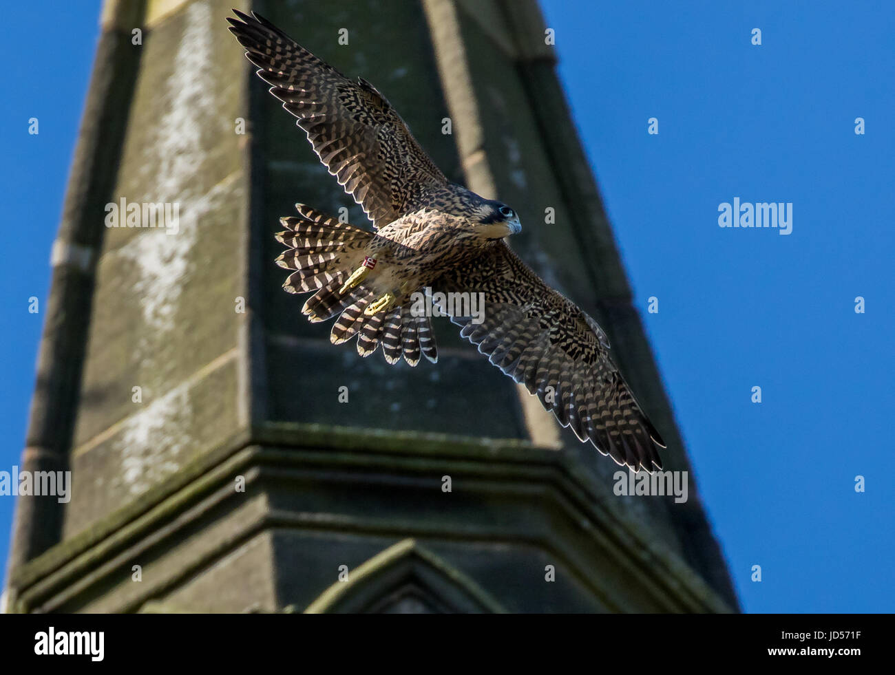 Peregrine falcon diving hi-res stock photography and images - Alamy