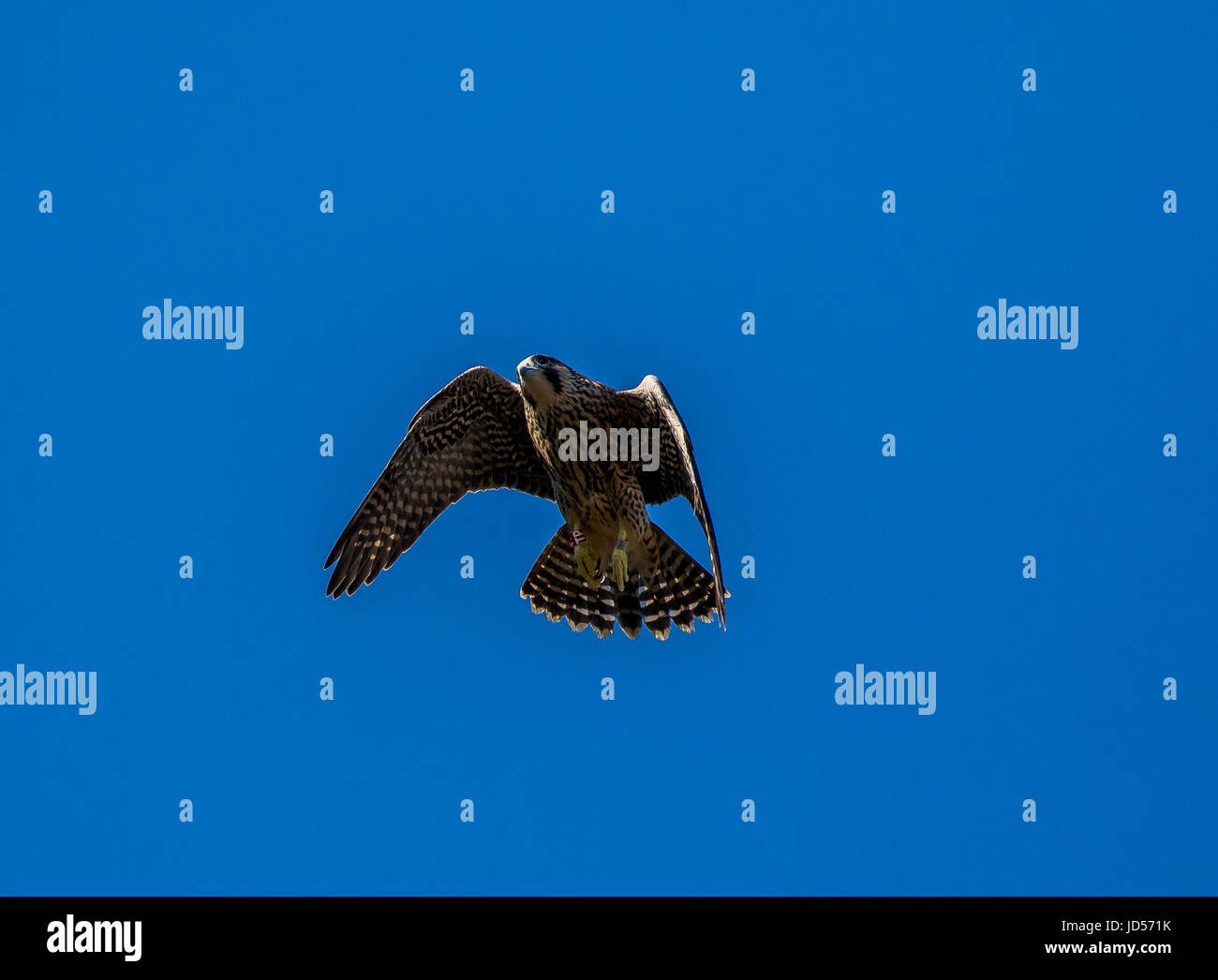 Peregrine falcon diving for prey hi-res stock photography and images ...