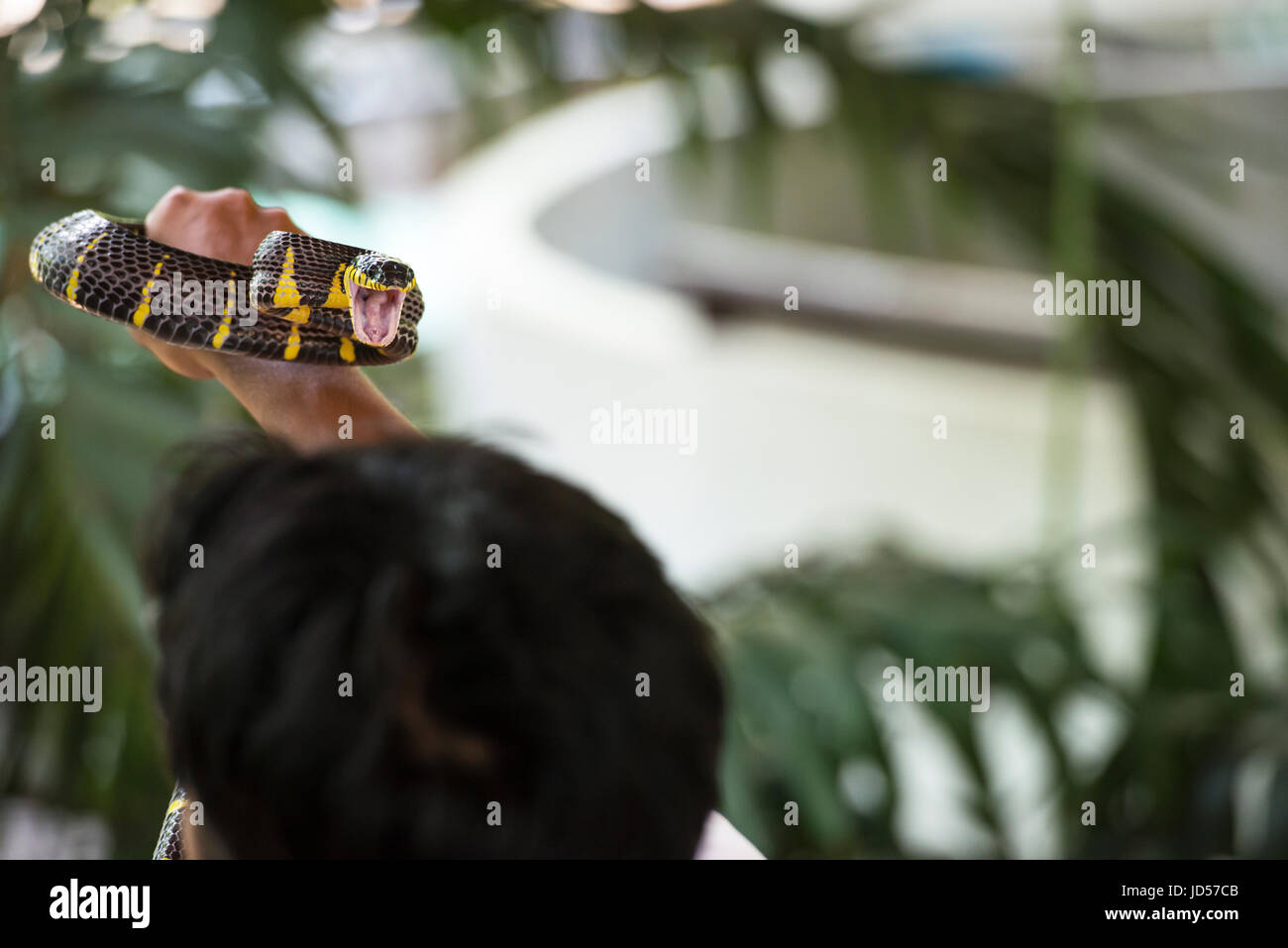 Snake attack human High Resolution Stock Photography and Images - Alamy