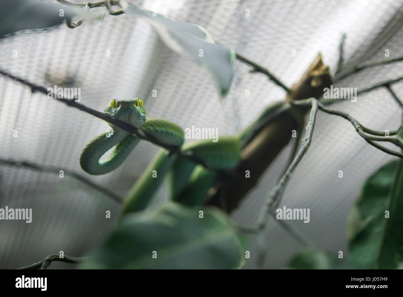 Python pit hi-res stock photography and images - Alamy