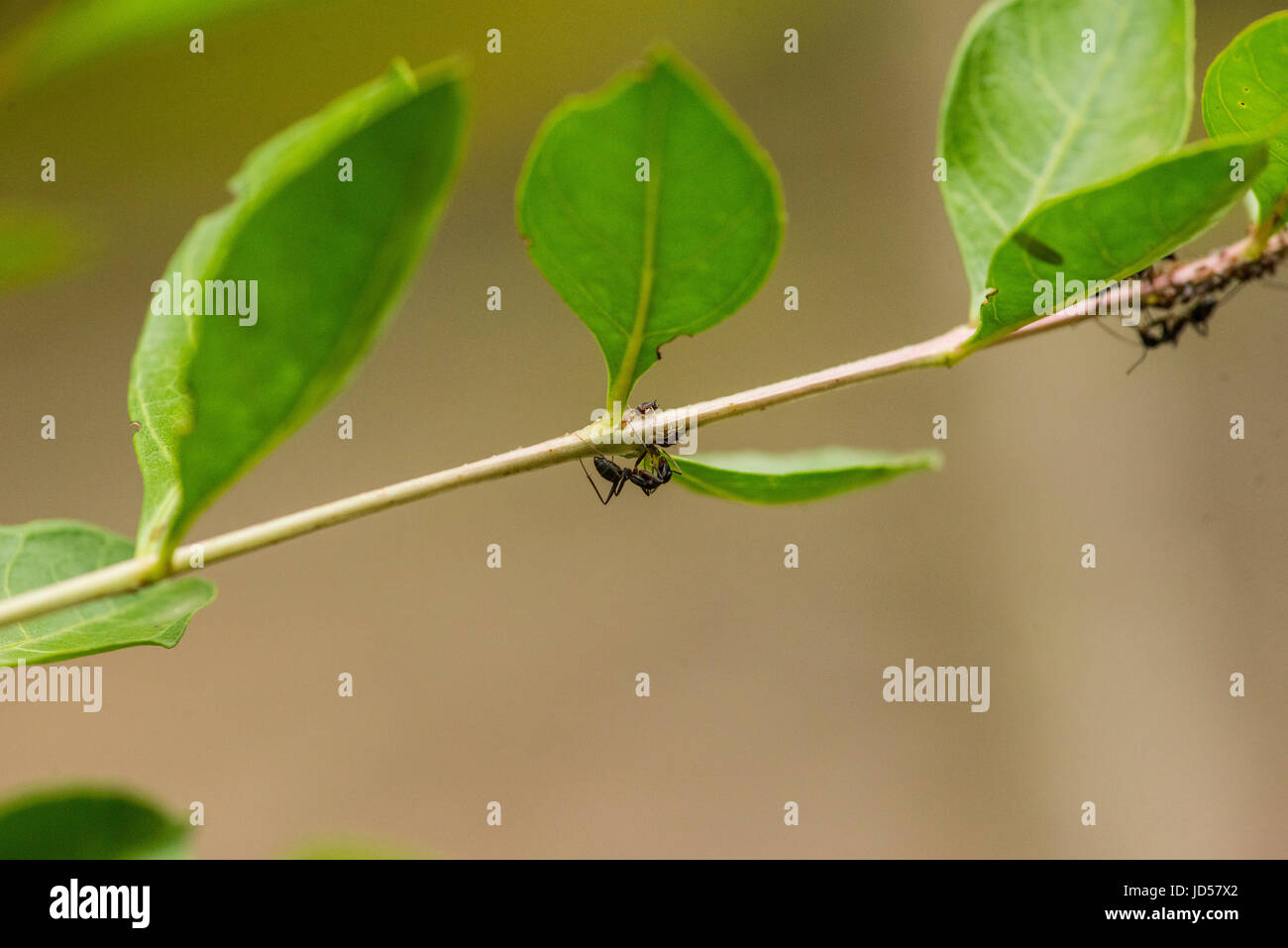 Ants harvesting aphids who produce hioneydew drops in return. A classic ...