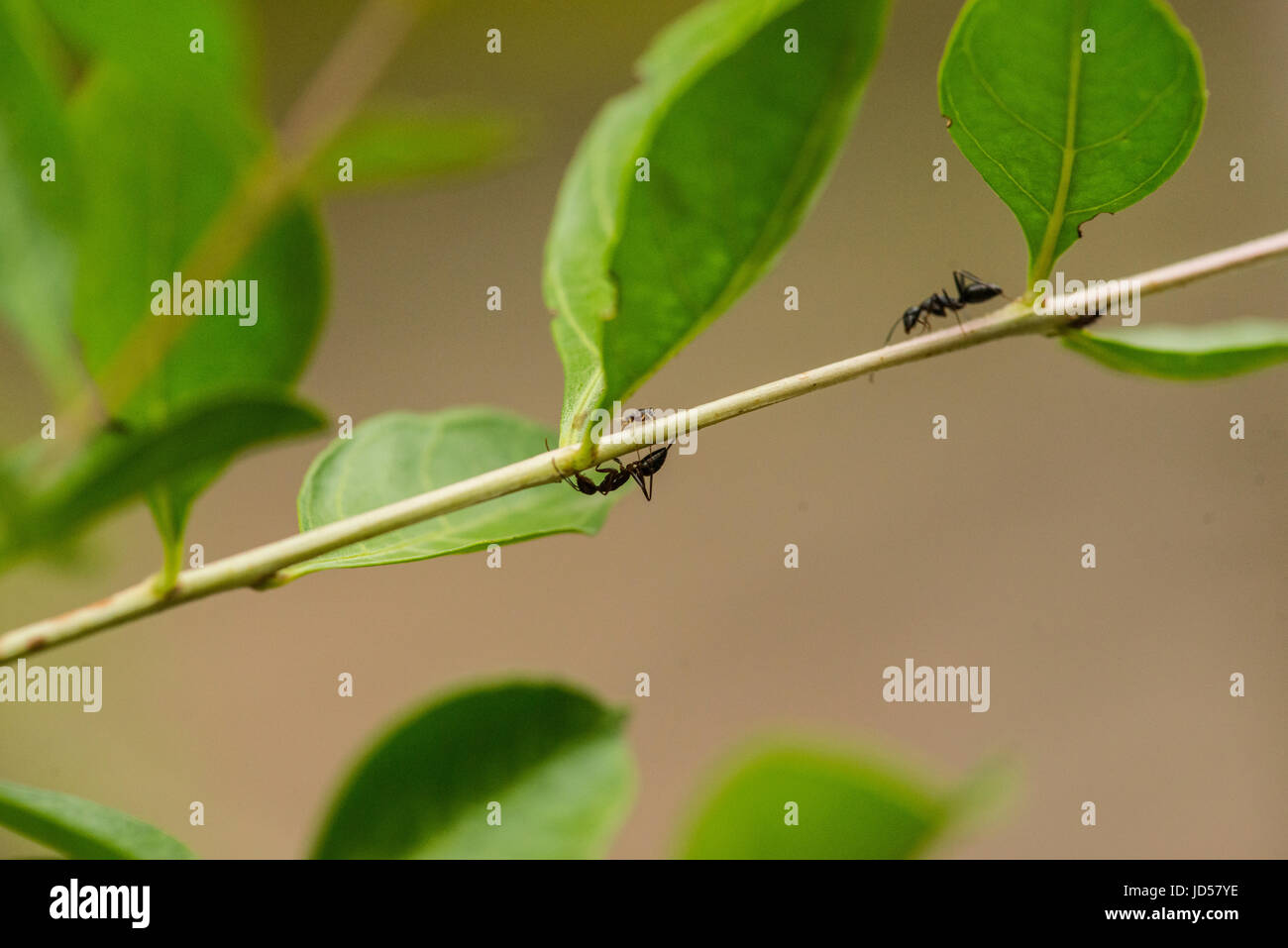 Ants harvesting aphids who produce hioneydew drops in return. A classic ...