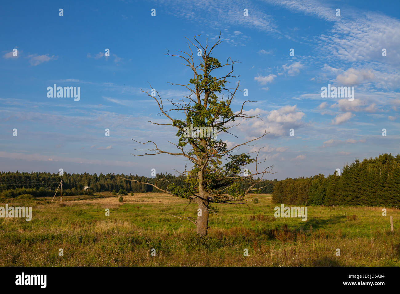 Big lonely tree at colorful sunset in a green field Stock Photo - Alamy