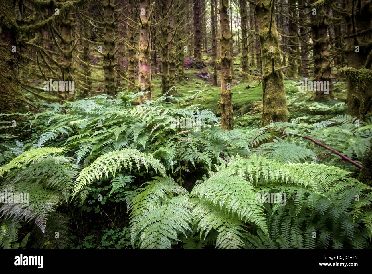dark scary wet spruce tree forest and fern, green background Stock ...