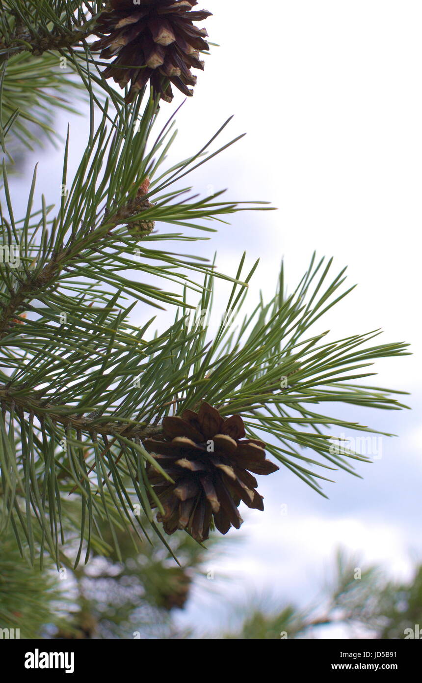 Branches of a tree Stock Photo - Alamy