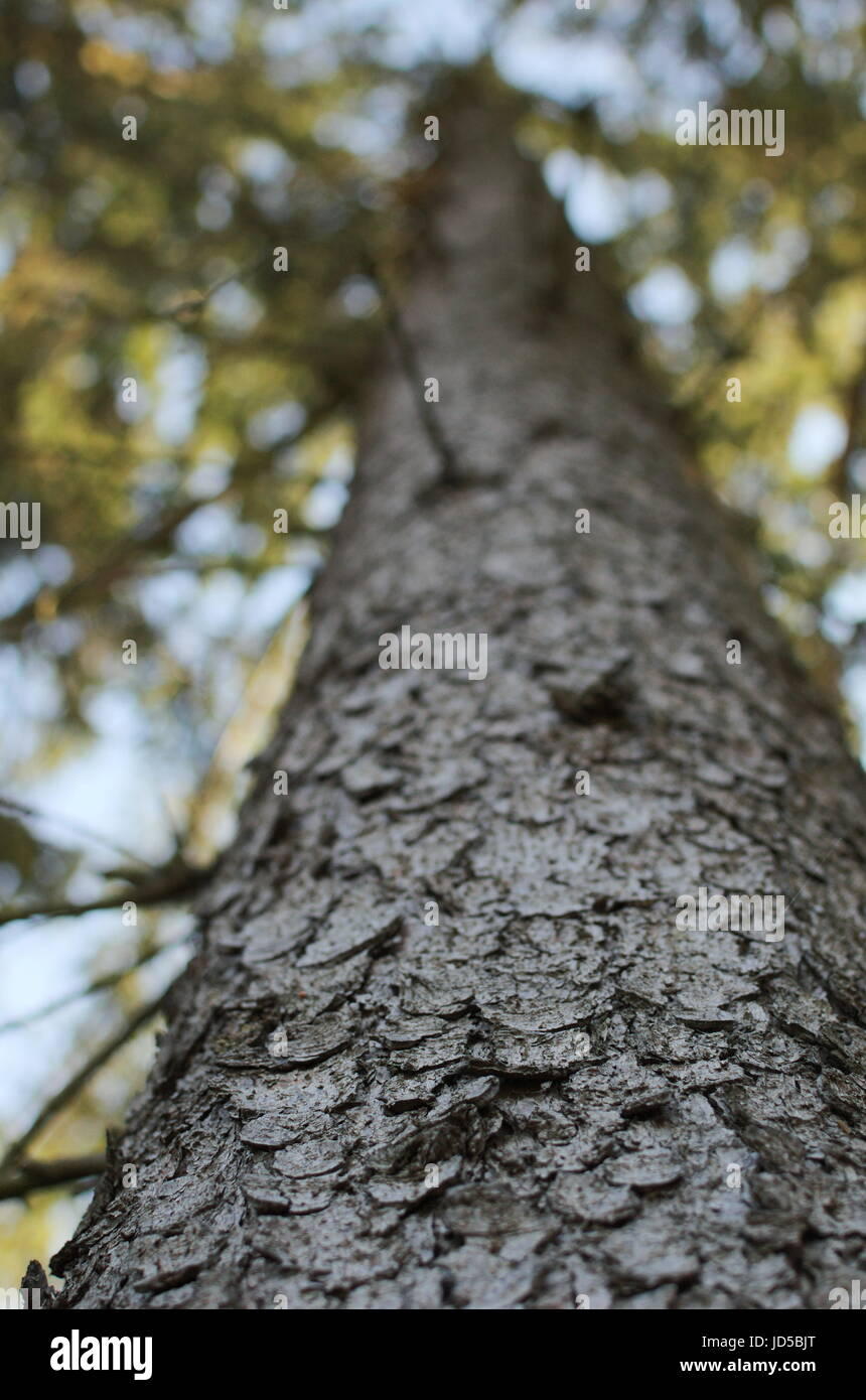 Hight tree hi-res stock photography and images - Alamy