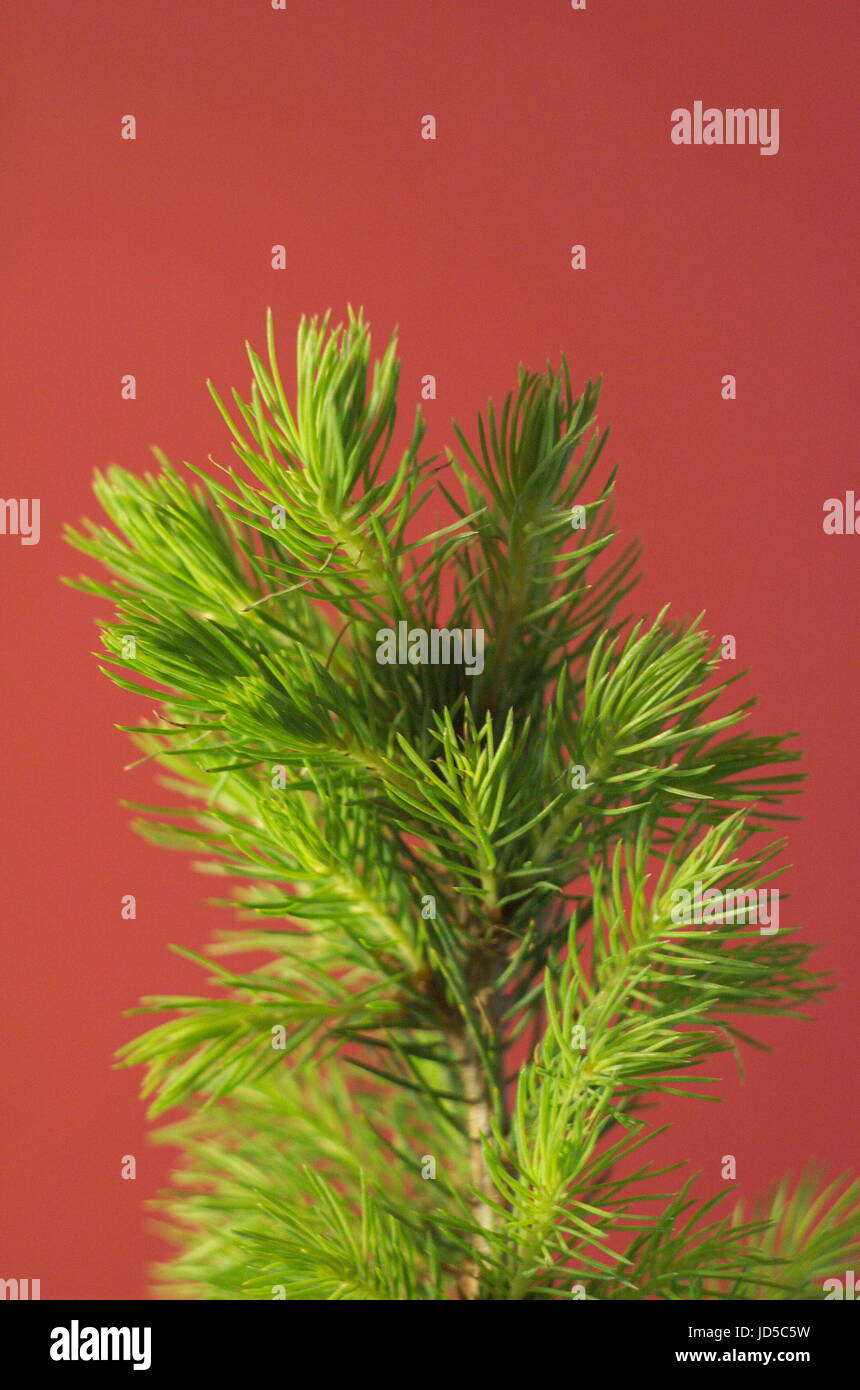 Conifer seedlings hi-res stock photography and images - Alamy