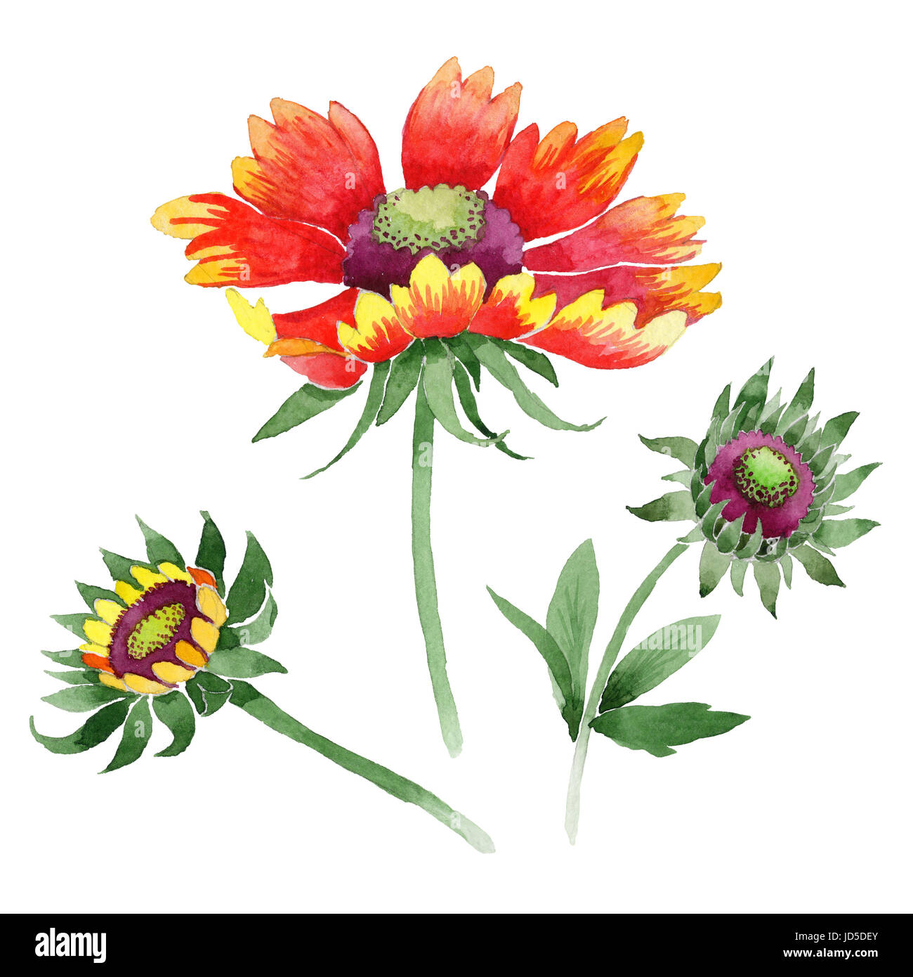 Wildflower Gaillardia flower in a watercolor style isolated. Aquarelle ...