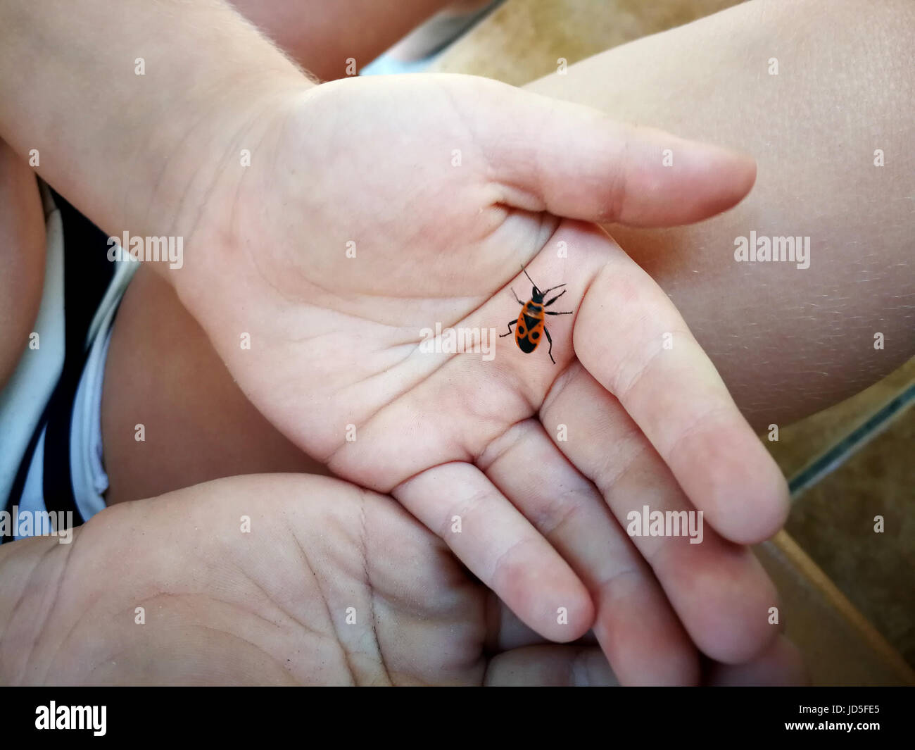 Child hands with a red field bug Stock Photo - Alamy
