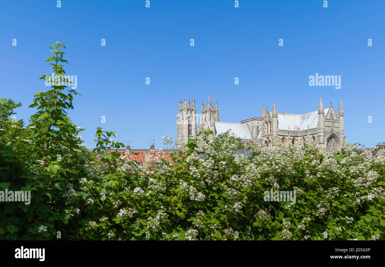 Beverley minster flanked by hedgerow in bloom on a fine summer morning ...