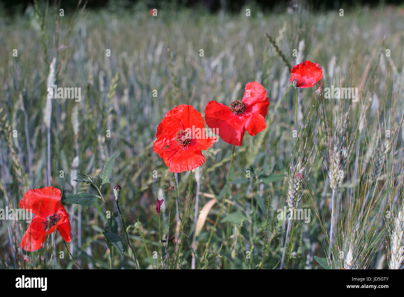 Papapaveraceae hi-res stock photography and images - Alamy