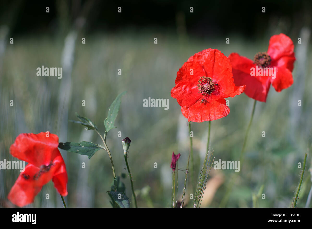 Papapaveraceae hi-res stock photography and images - Alamy