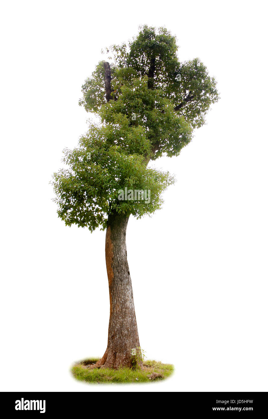 Camphor tree, white background (material Stock Photo - Alamy